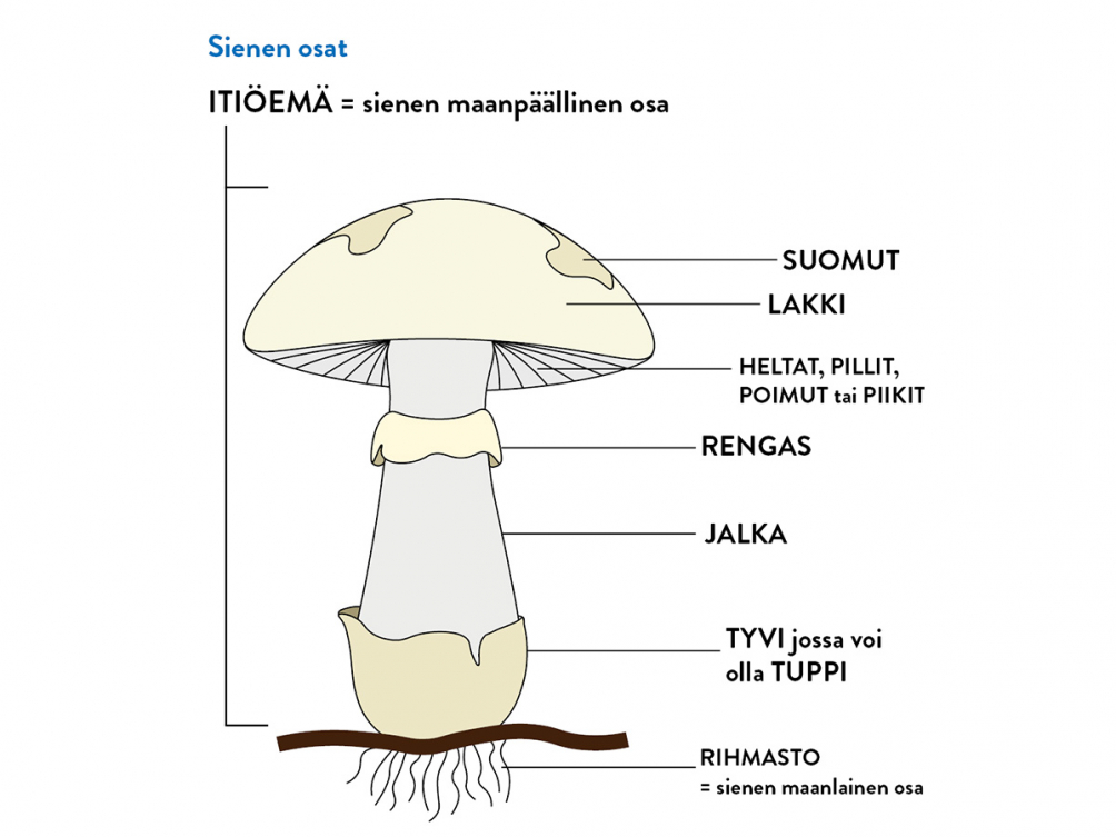 Suomen Ladun ja Marttojen sienikiertue tutustutti sienimetsän ...
